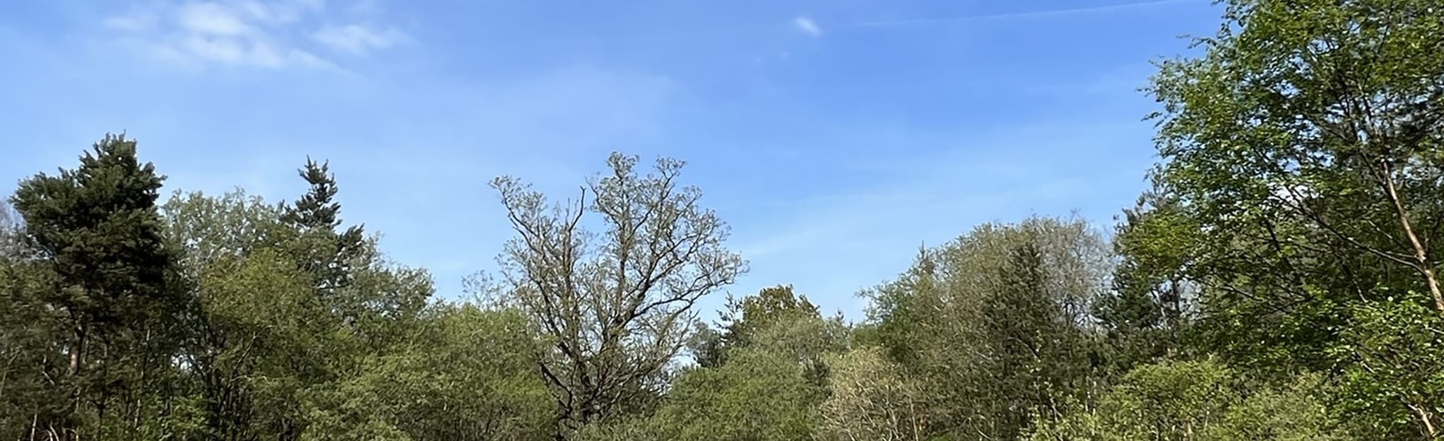 Basing Wood and Five Acre Piece Circular: 31 Reviews, Map - Hampshire ...