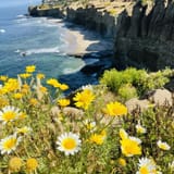 Sunset Cliffs Park Trail, California - 893 Reviews, Map | AllTrails