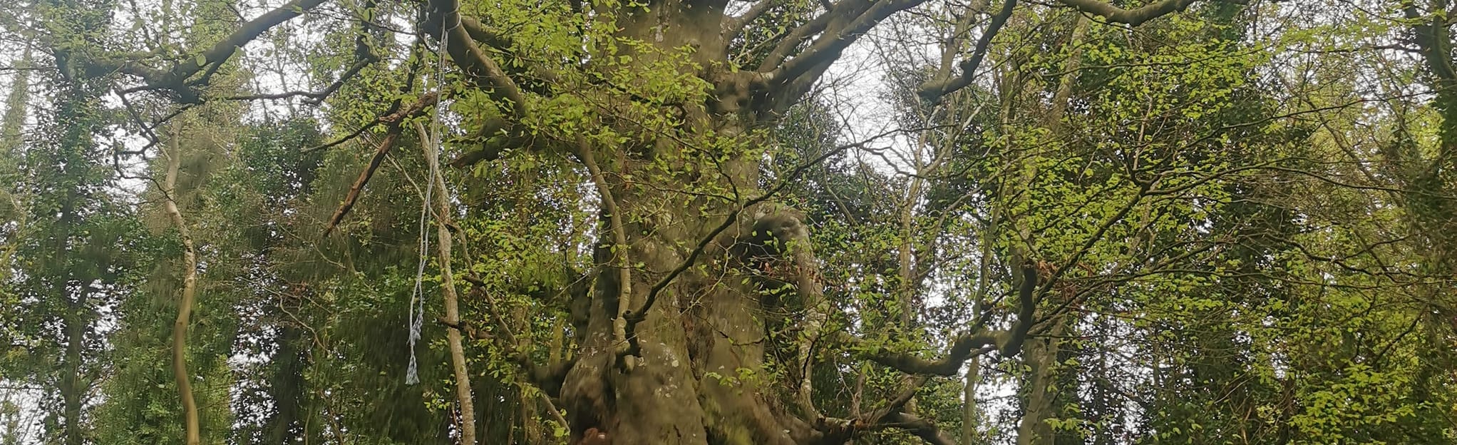 Balrath Woods Nature Trail, County Meath, Ireland - 28 Reviews, Map ...