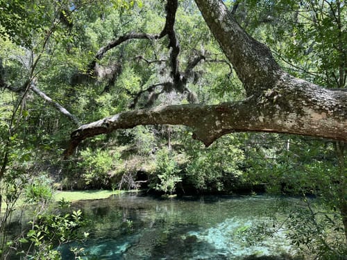 Best Hikes and Trails in Ichetucknee Springs State Park | AllTrails
