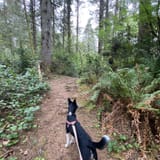 Weatherwax Trail, Washington - 284 Reviews, Map | AllTrails