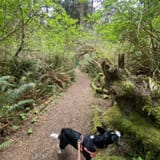 Weatherwax Trail, Washington - 284 Reviews, Map | AllTrails