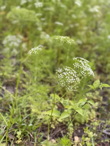 Best Hikes and Trails in Pop Ash Creek Preserve | AllTrails