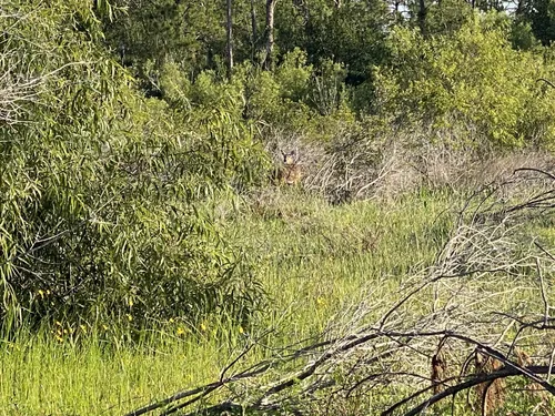 Best Hikes and Trails in Pop Ash Creek Preserve | AllTrails