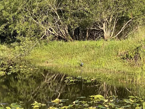 Best Hikes and Trails in Pop Ash Creek Preserve | AllTrails