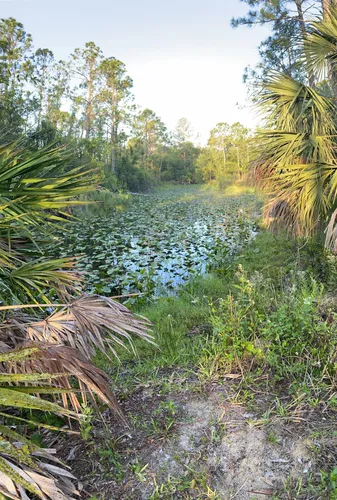 Best Hikes and Trails in Pop Ash Creek Preserve | AllTrails