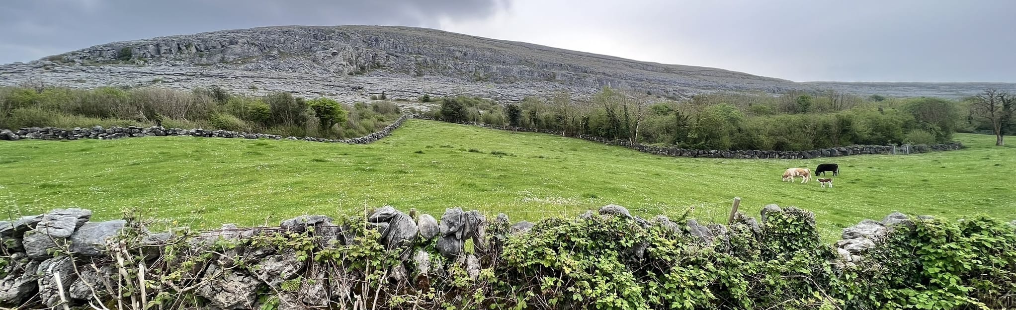 Ballyvaughan Wood Loop, County Clare, Ireland - 173 Reviews, Map ...