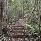 Wabunga Wayemba Rainforest Trail, Queensland, Australia - 10 Reviews ...
