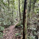 Wabunga Wayemba Rainforest Trail, Queensland, Australia - 10 Reviews ...