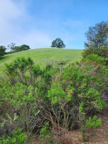 Best Hikes and Trails in Callippe Preserve | AllTrails