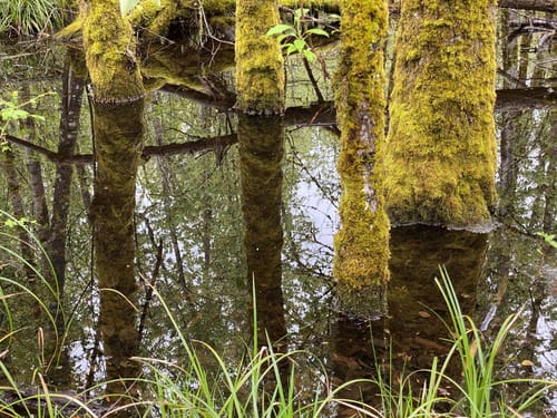 Best Hikes and Trails in Oaks Bottom Wildlife Refuge | AllTrails