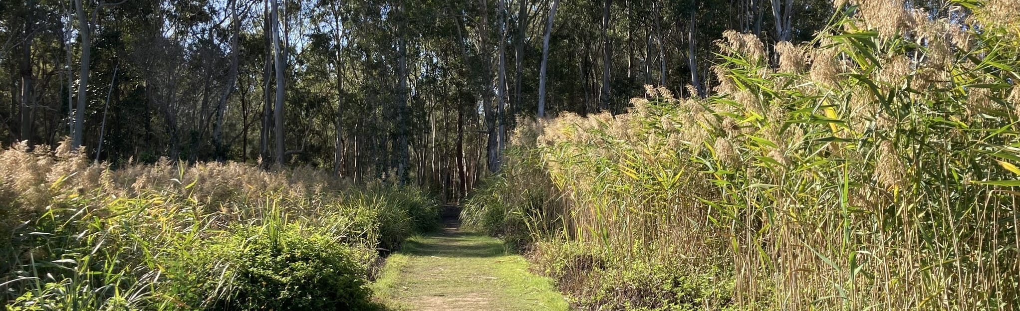 Sandy Camp Road Wetlands Loop: 22 Fotos - Queensland, Australia | AllTrails