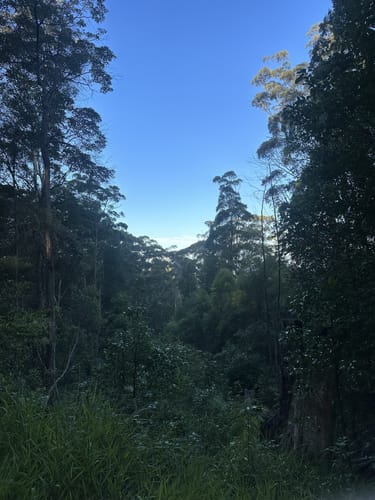 Best Hikes and Trails in Orara East State Forest | AllTrails