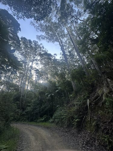 Best Hikes and Trails in Orara East State Forest | AllTrails