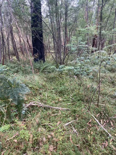 Best Camping Trails in Arbuckle | AllTrails