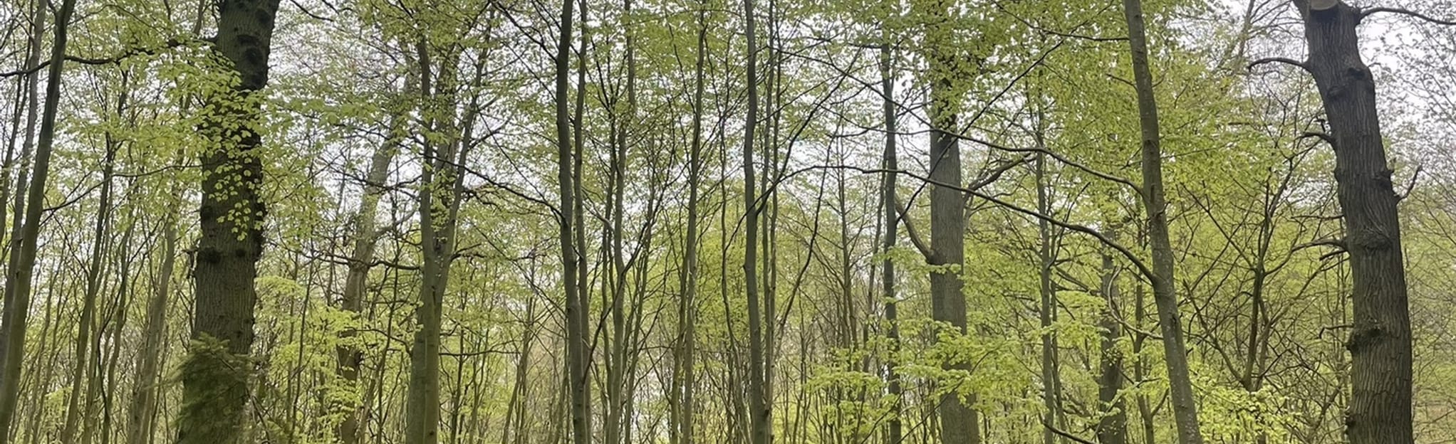 Riis Forest South Circular, Central Denmark, Denmark - 41 Reviews, Map ...