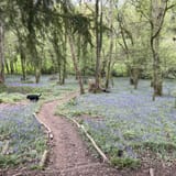 The Hurtwood and Winterfold Hill, Surrey, England - 63 Reviews, Map ...