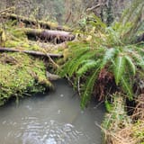 Irely Lake Trail, Washington - 125 Reviews, Map | AllTrails