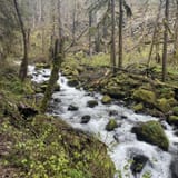 Oneonta Gorge Trail, Oregon - 658 Reviews, Map | AllTrails