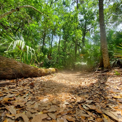 Best Hikes and Trails in Kathryn Abbey Hanna Park | AllTrails