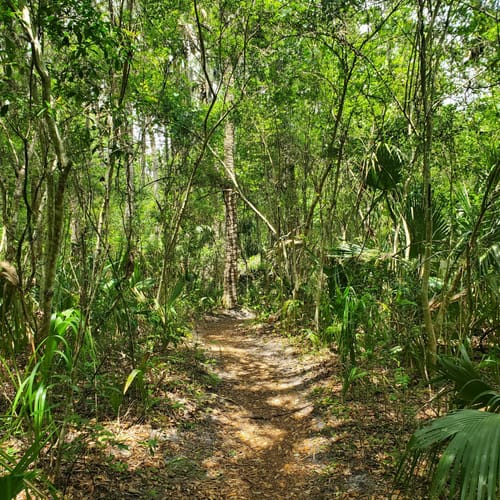 Best Hikes and Trails in Kathryn Abbey Hanna Park | AllTrails