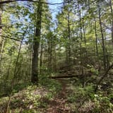 Red Byrd Arch, Kentucky - 265 Reviews, Map | AllTrails