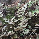 Red Byrd Arch, Kentucky - 265 Reviews, Map | AllTrails