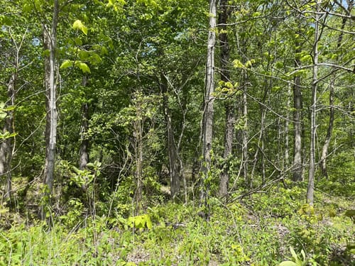 Best Hikes and Trails in Patoka River National Wildlife Refuge | AllTrails