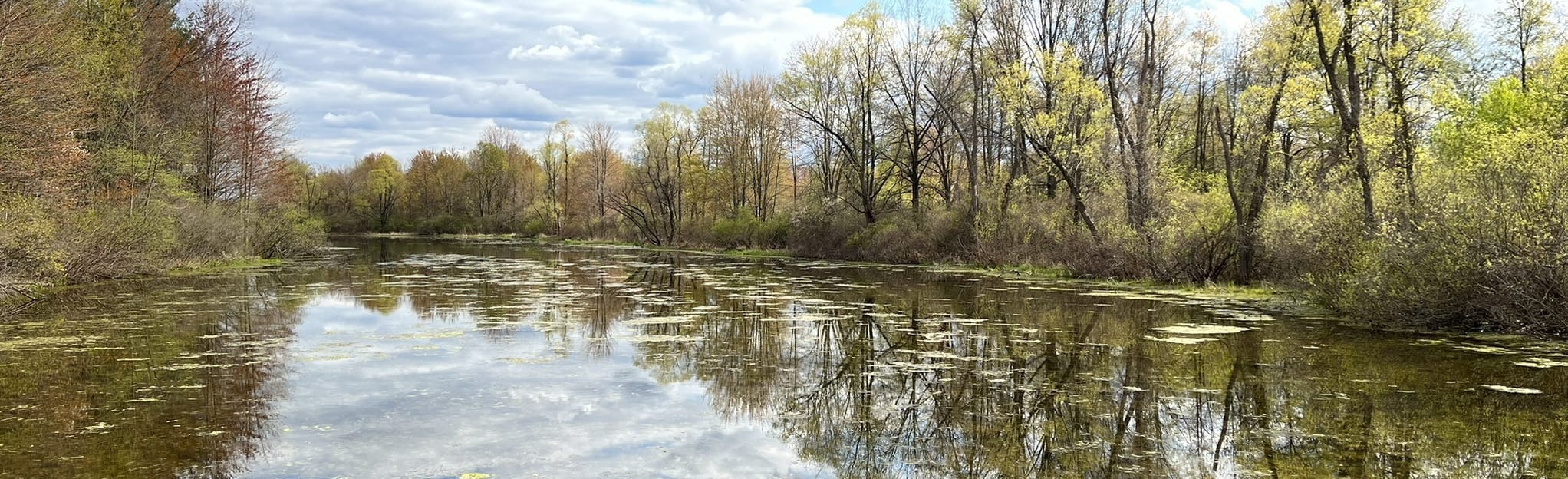 Lake Ovid Island : 174 photos - Michigan | AllTrails