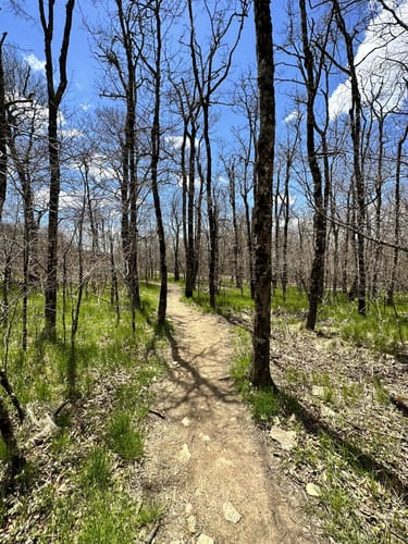 Best Hikes and Trails in Emerald Outback Trail System | AllTrails