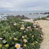 Asilomar State Beach and Coast Trail, California - 836 Reviews, Map ...