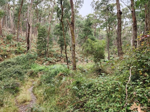 Best Hikes and Trails in Union Jack Reserve | AllTrails