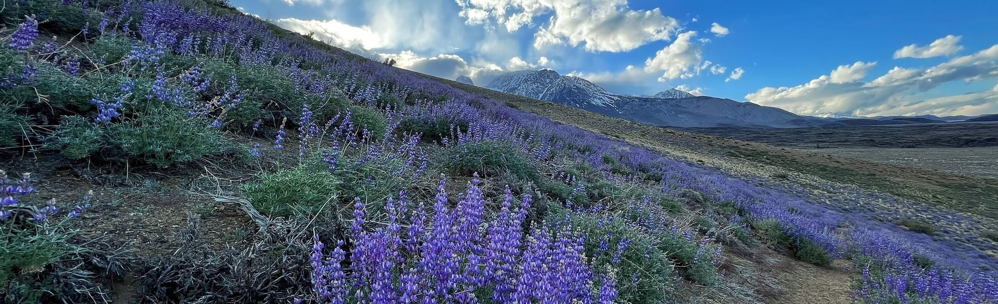 Sawmill Pass Trail: 51 Reviews, Map - California | AllTrails