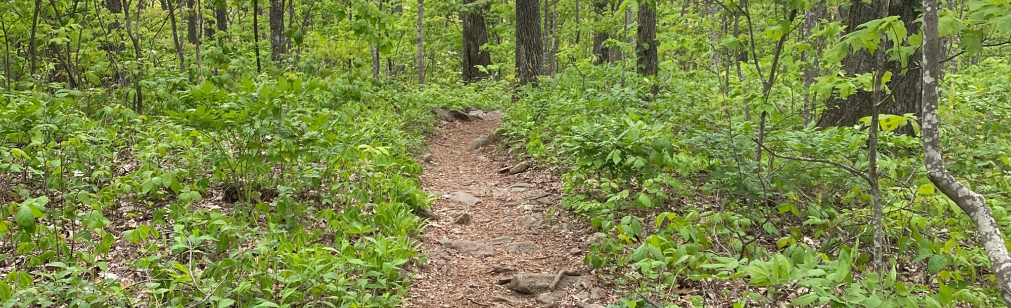Appalachian Trail: Horse Gap to Hawk Mountain Shelter, Georgia - 49 ...