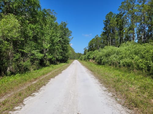 Best Hikes and Trails in Green Swamp Wilderness Preserve | AllTrails