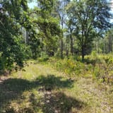 Green Swamp Wilderness Preserve Loop, Florida - 58 Reviews, Map | AllTrails