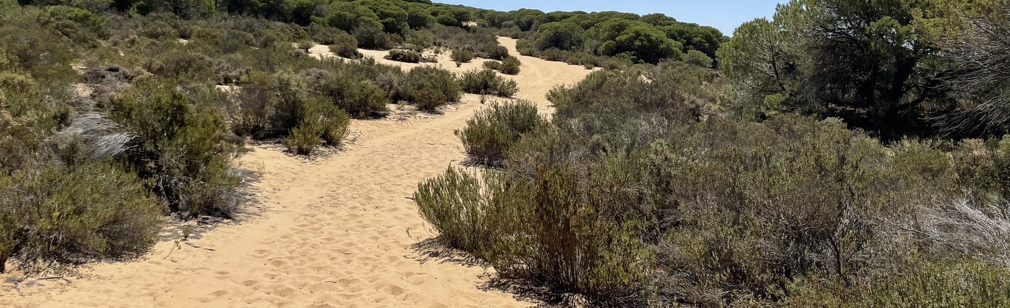 Laguna del Jaral: 10 Reviews, Map - Huelva, Spain | AllTrails