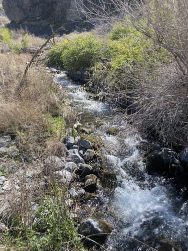 Best Hikes and Trails in Thousand Springs State Park | AllTrails