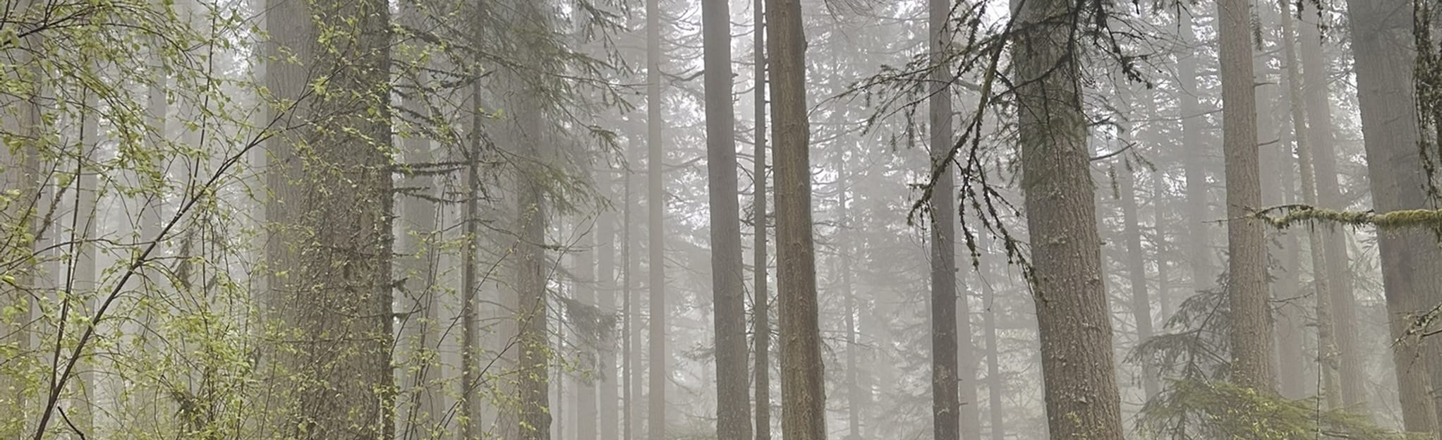Whitaker Peak and Shy Bear Loop Trail to Doughty Falls: 406 Reviews ...