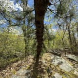 Whitestone Cliffs Trail, Connecticut - 553 Reviews, Map | AllTrails