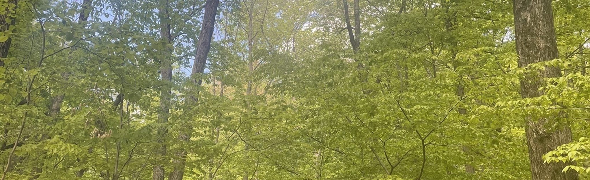 Beech Mountain to Pancake Hollow Short Loop: 35 Reviews, Map - New ...