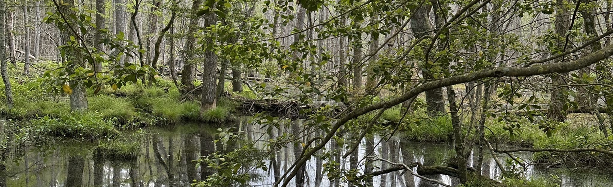 Pocomoke Green and White Trail Loop, Maryland - 40 Reviews, Map | AllTrails