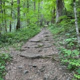 Cosby Nature Trail, Tennessee - 454 Reviews, Map | AllTrails