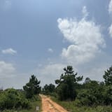 Lost Pines Trail, Texas - 654 Reviews, Map | AllTrails