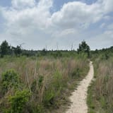 Lost Pines Trail, Texas - 654 Reviews, Map | AllTrails