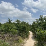 Lost Pines Trail, Texas - 654 Reviews, Map | AllTrails