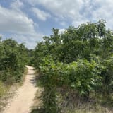 Lost Pines Trail, Texas - 654 Reviews, Map | AllTrails