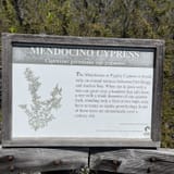 Pygmy Forest Discovery Trail, California - 95 Reviews, Map | AllTrails