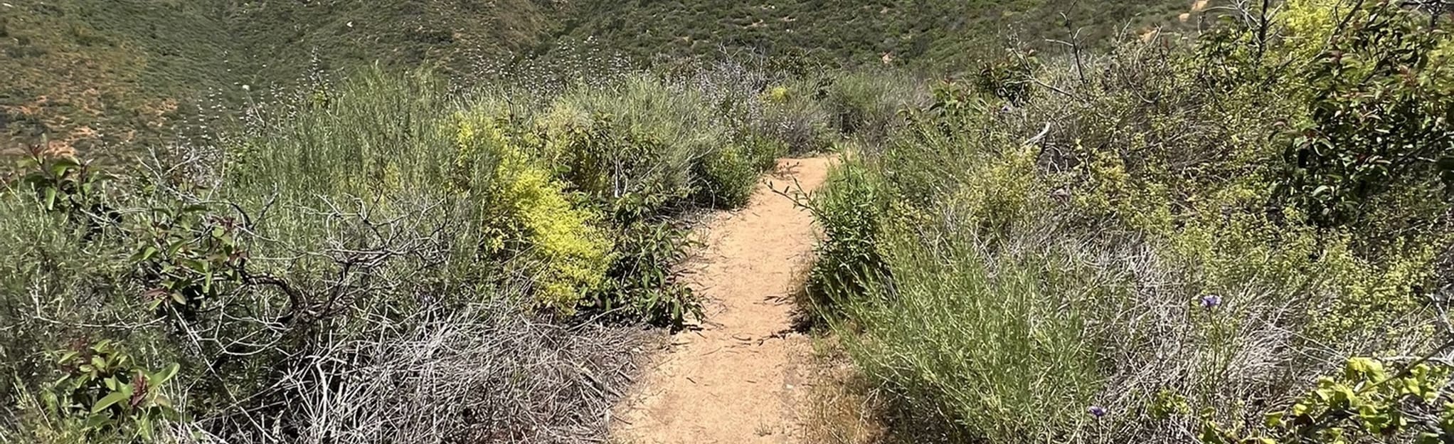 Van Dam Peak Trail, California - 452 Reviews, Map | AllTrails