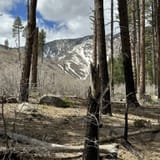 Utah Giant Sequoia Tree, Utah - 92 Reviews, Map | AllTrails